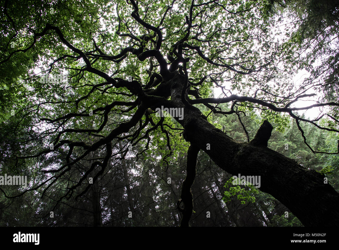 Looking up at the branches over head of a tree in the middle of a wood ...