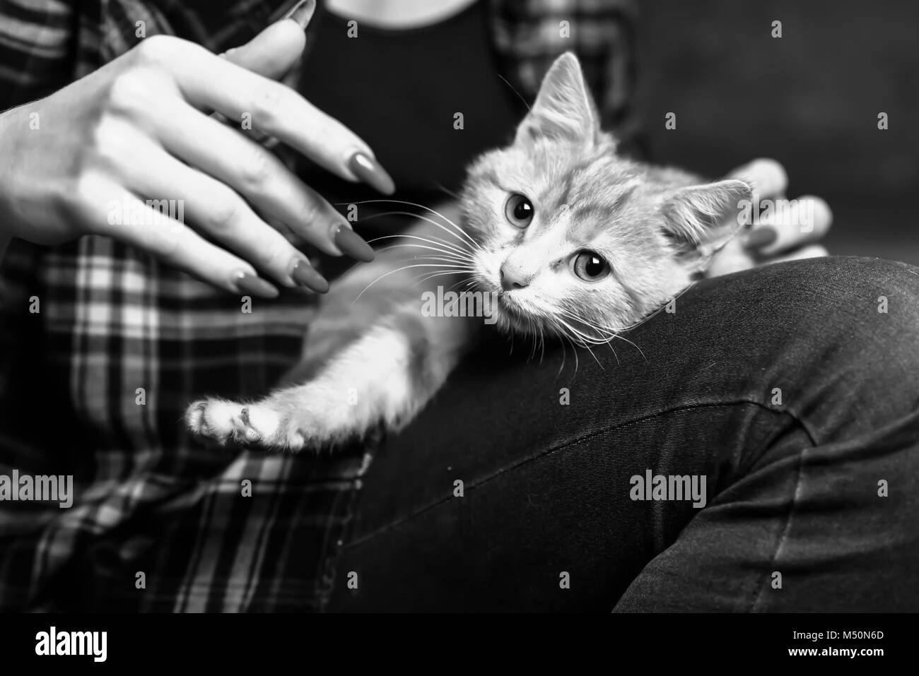Homeless ginger kitten in the entrance black and white poster Stock ...