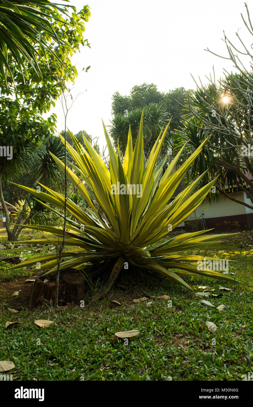 Sisal local hi-res stock photography and images - Alamy