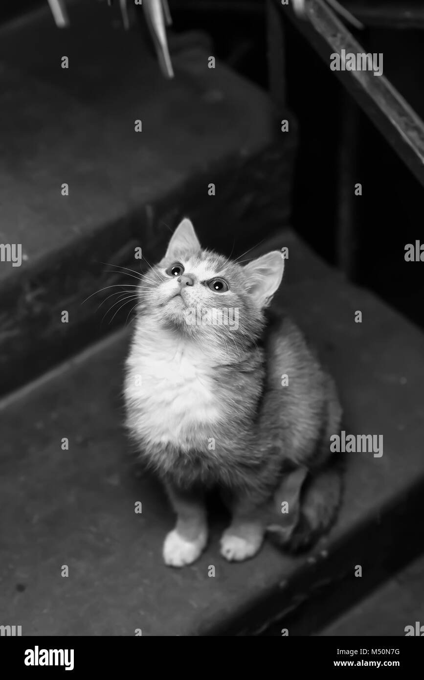 Ginger tabby cat Black and White Stock Photos & Images - Alamy