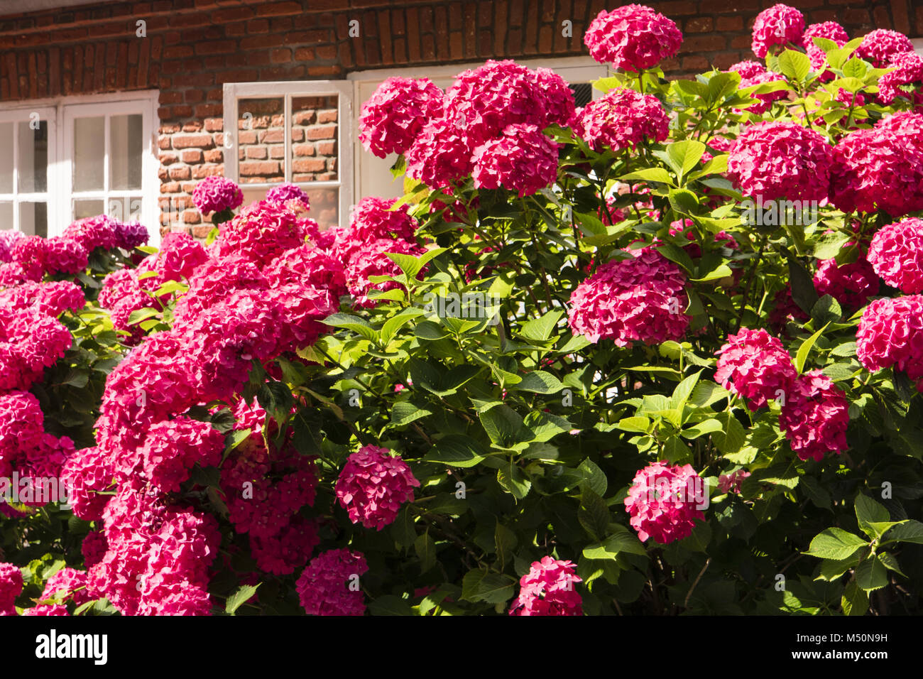 Gorgeous hydrangea garden hi-res stock photography and images - Alamy