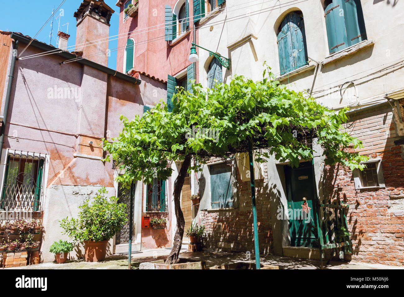 Cozy courtyard with old green grape tree in Venice, Italy Stock Photo ...