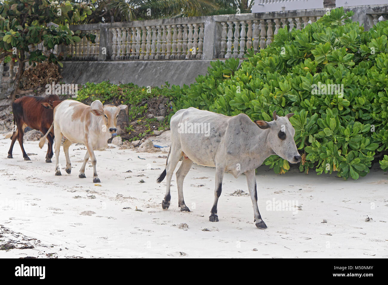 Cows at beach Stock Photo - Alamy