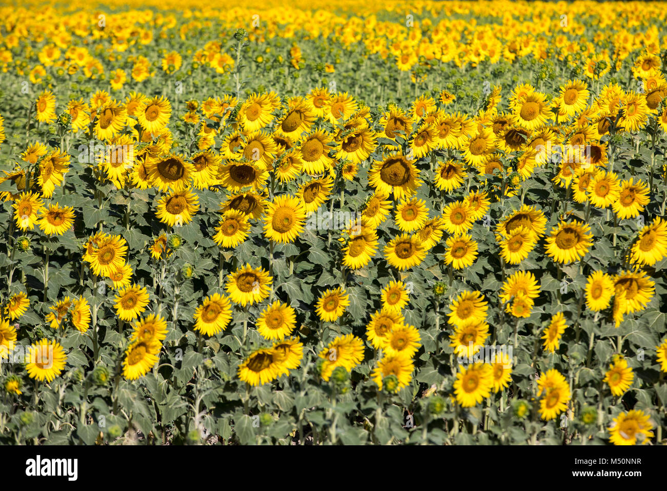 Sunflowers field near Arles in Provence, France Stock Photo - Alamy