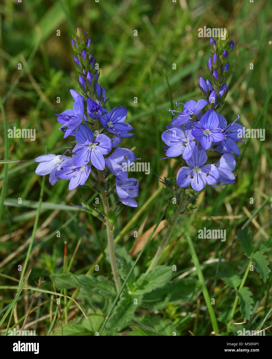 Prize plants hi-res stock photography and images - Alamy