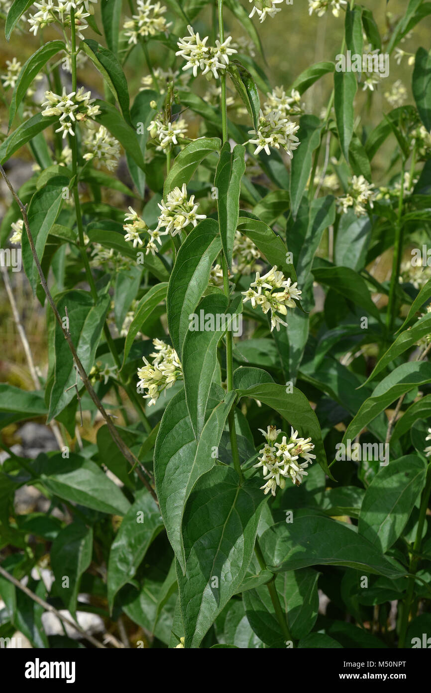 Swallowwort hi-res stock photography and images - Alamy