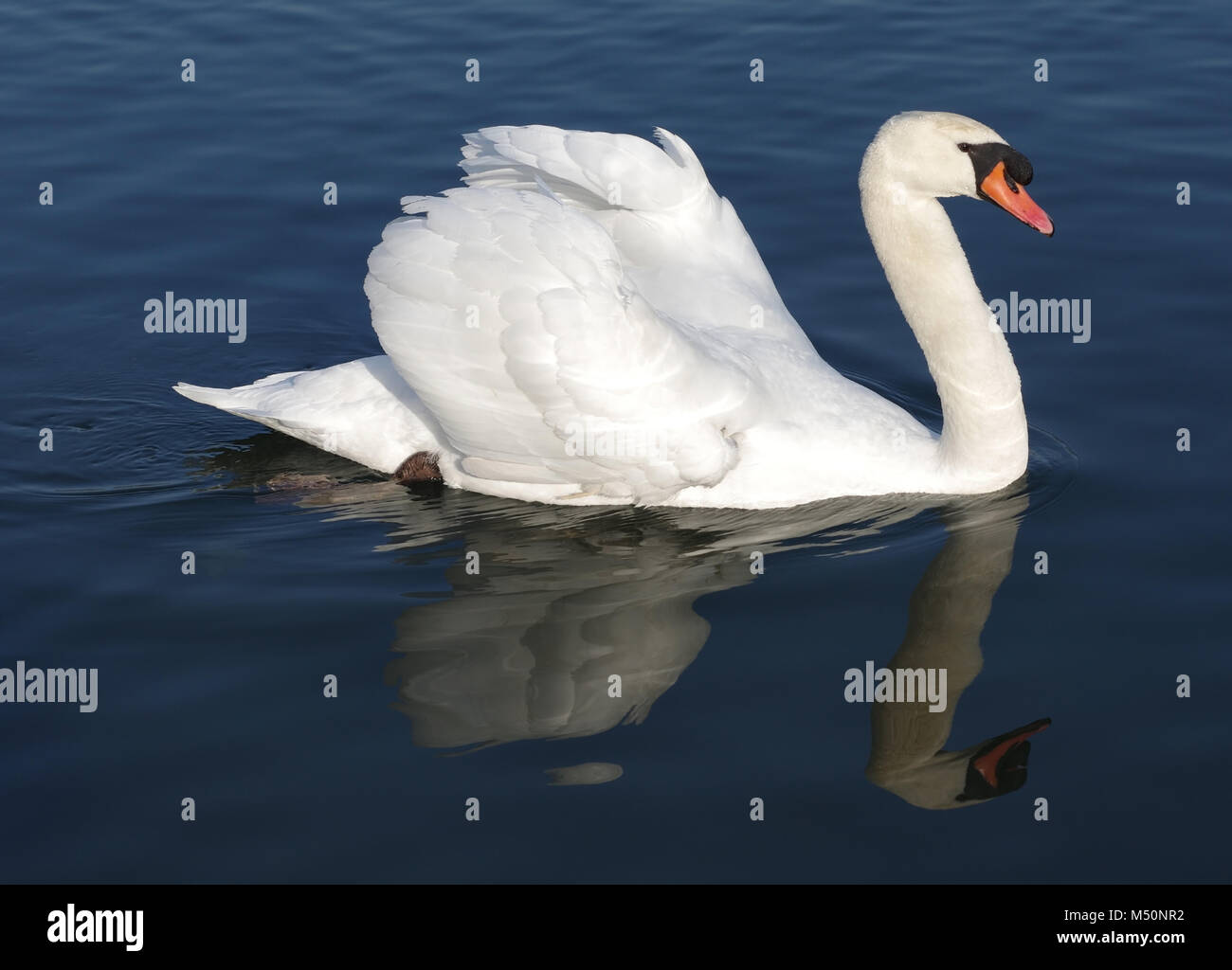 Swan habitat image bird hi-res stock photography and images - Alamy