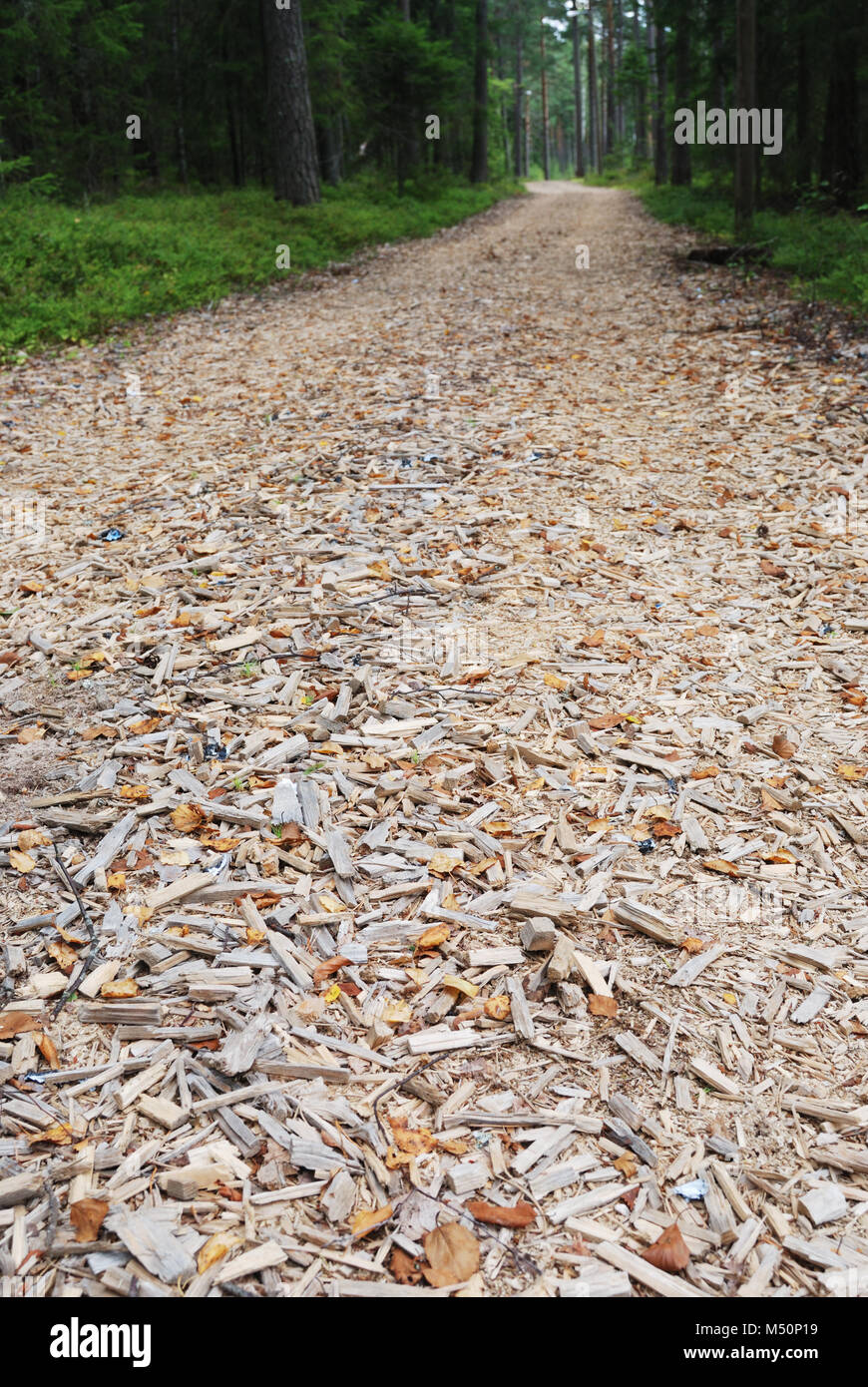 back road in forest Stock Photo - Alamy