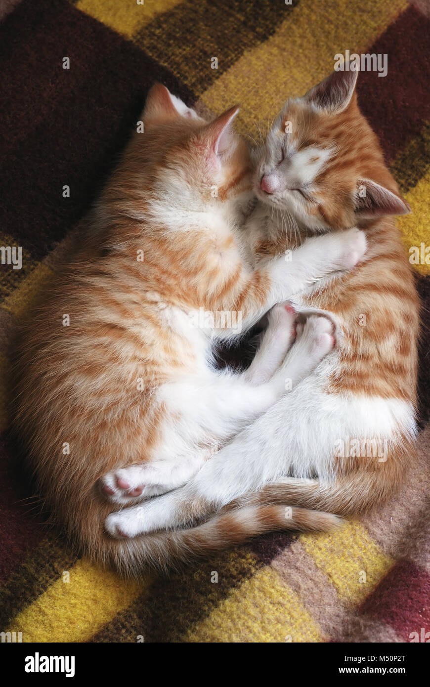 Kitten napping hi-res stock photography and images - Alamy