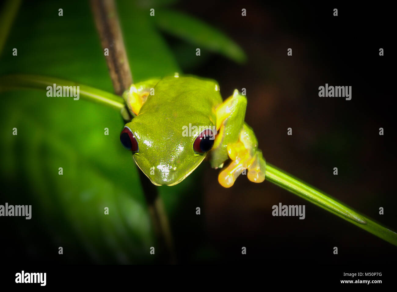 Gliding Tree Frog High Resolution Stock Photography and Images - Alamy