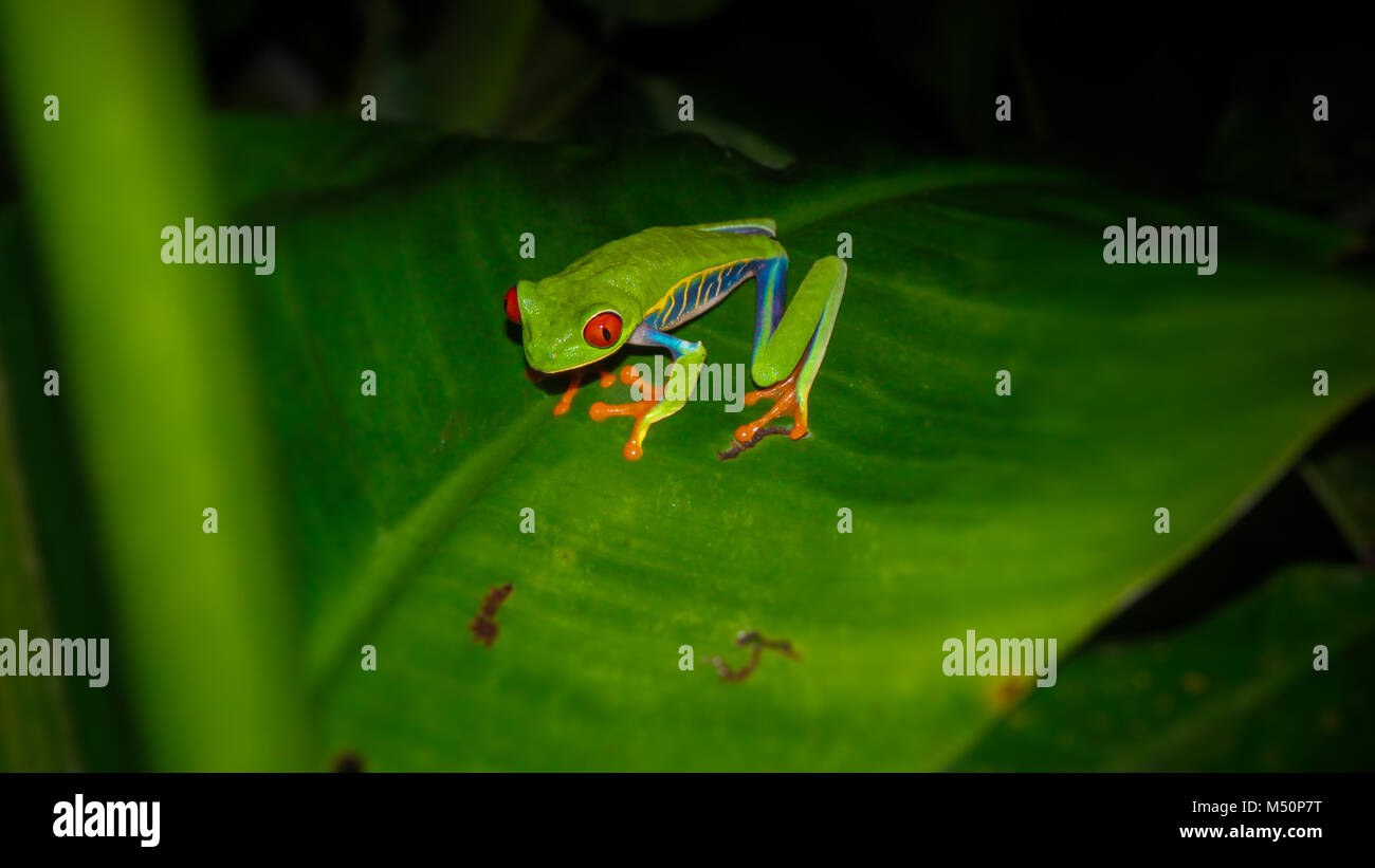Rain frogs costa rica hi-res stock photography and images - Alamy