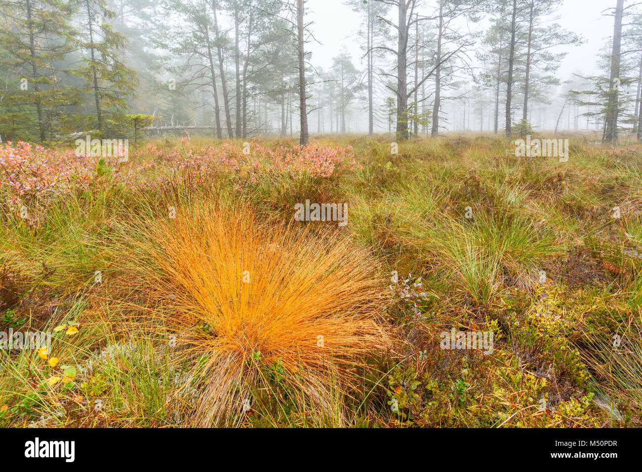 Grass turf with autumn colors on a bog in fog Stock Photo - Alamy