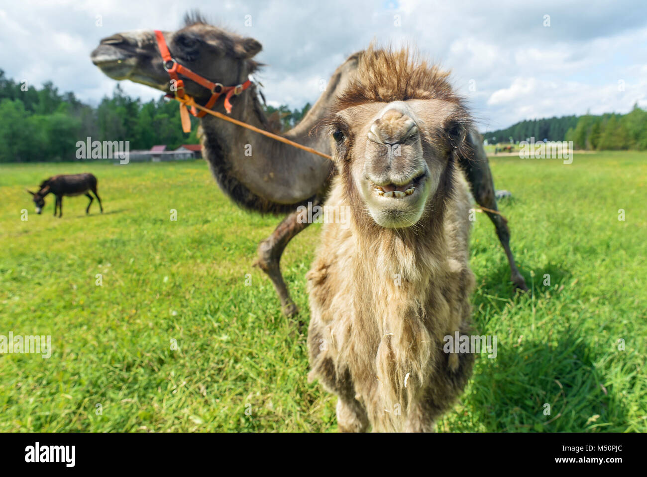 Camel walking in the field a clear day Stock Photo - Alamy