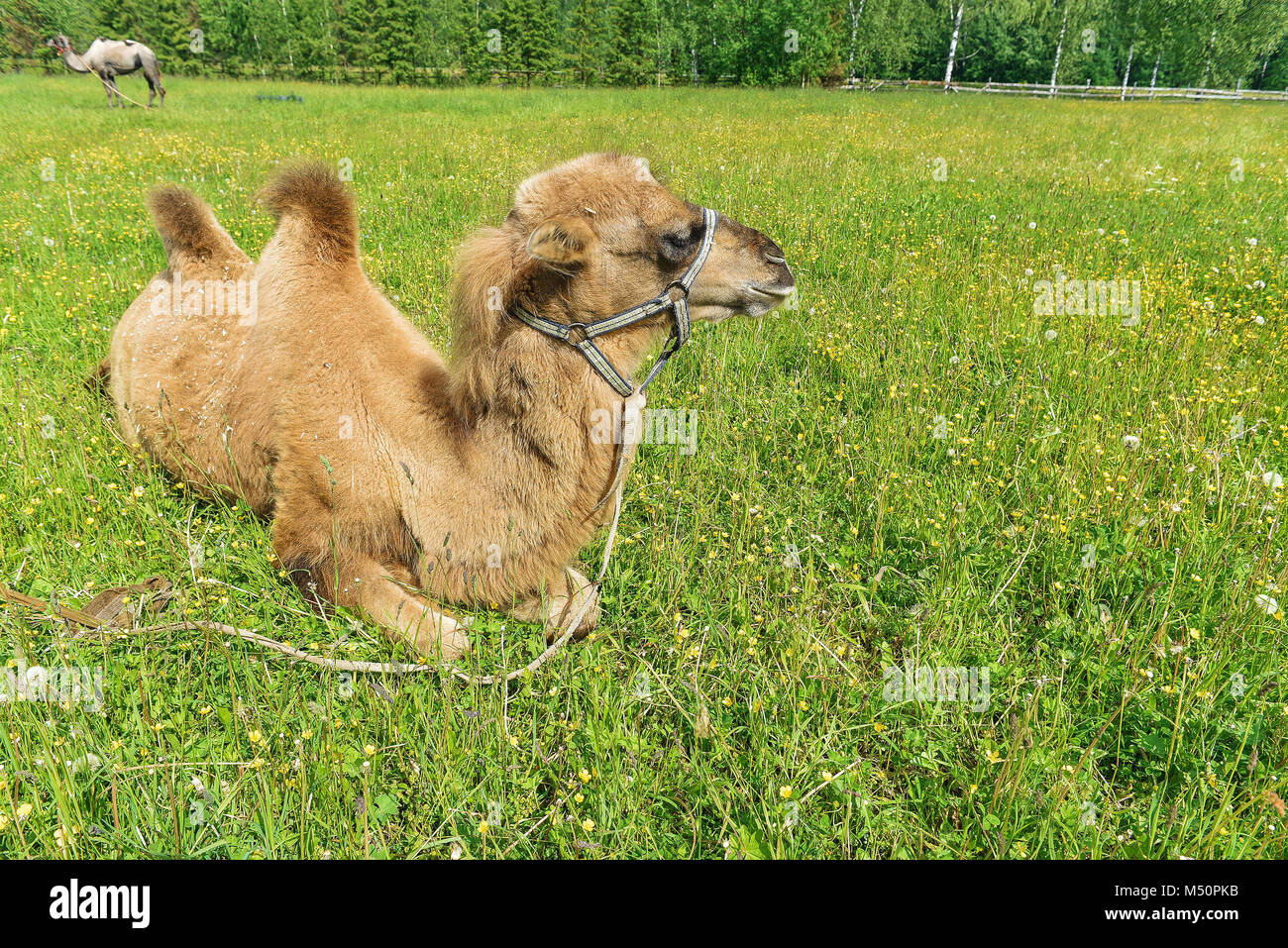 Camel walking in the field a clear day Stock Photo - Alamy