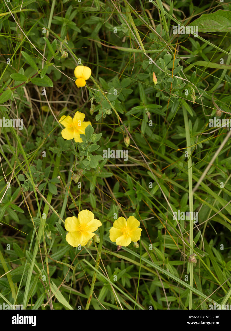Common Rock-rose, Helianthemum nummularium in grass Stock Photo - Alamy