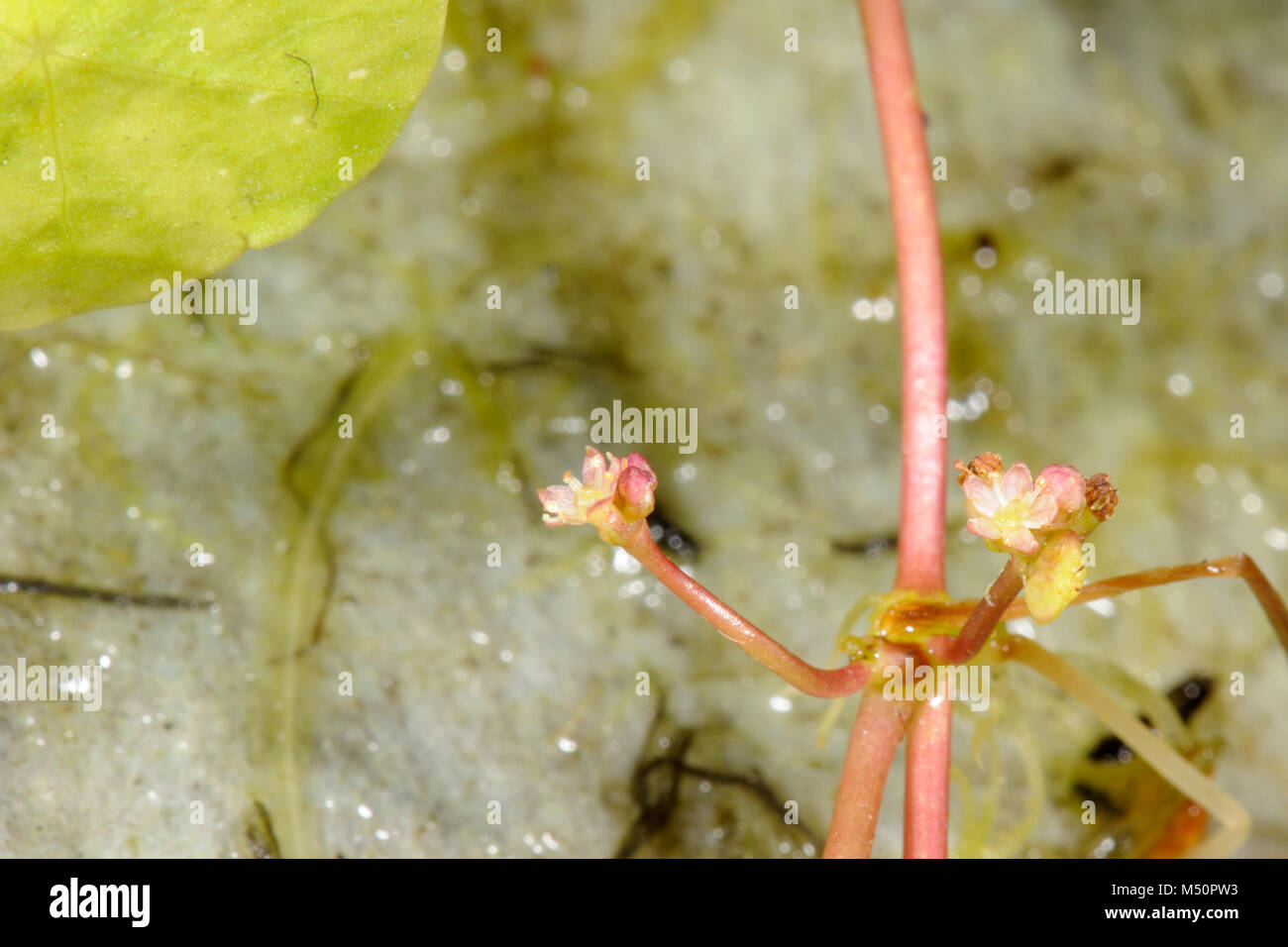 Marsh Pennywort, Hydrocotyle vulgaris, edge of leaf and flowers / buds ...