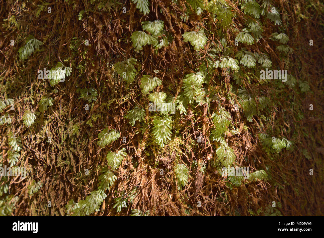Wilson's Filmy-fern, Hymenophyllum wilsonii Growing on the trunk of a ...