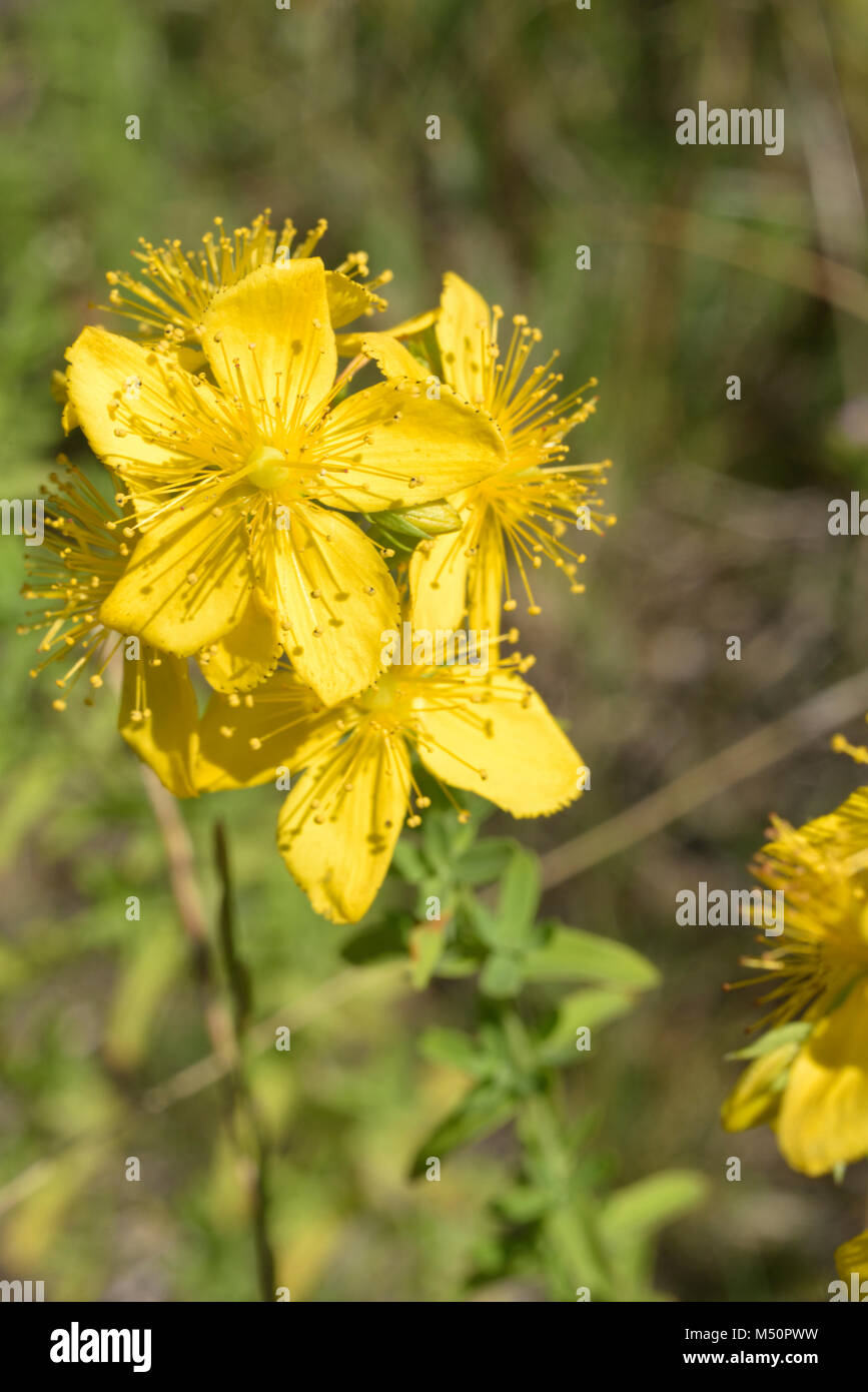 Imperforate saint johns wort hi-res stock photography and images - Alamy