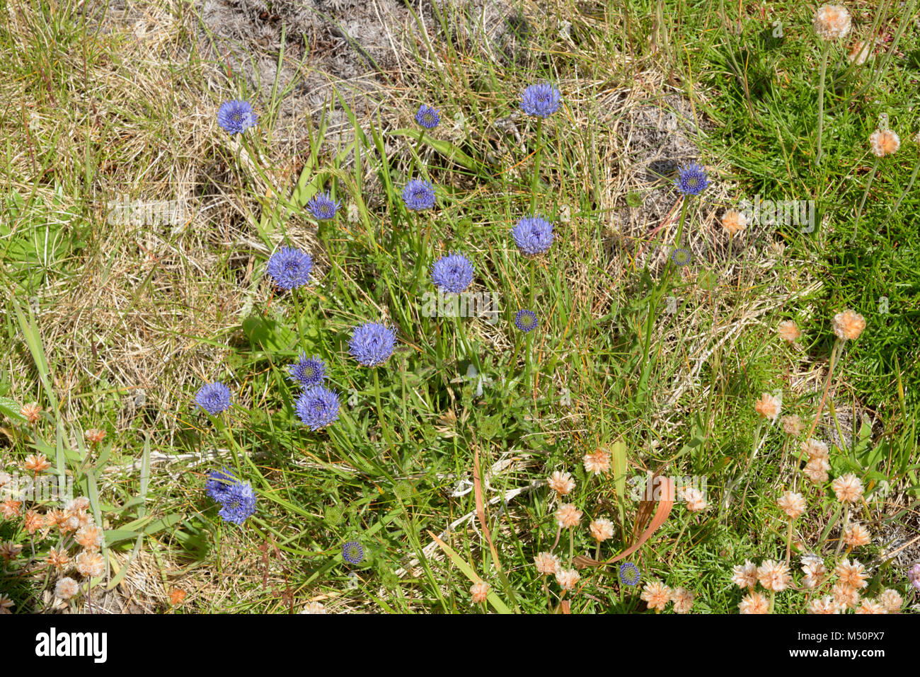 Sheep's-bit, Jasione montana Stock Photo - Alamy