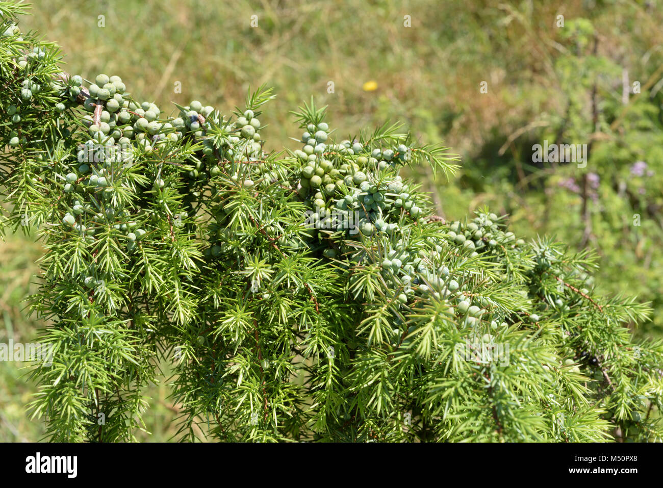 Juniper, Juniperus communis Stock Photo - Alamy