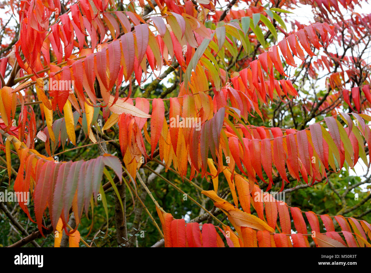 Close-up of Leaves changing colour in Autumn Stock Photo - Alamy