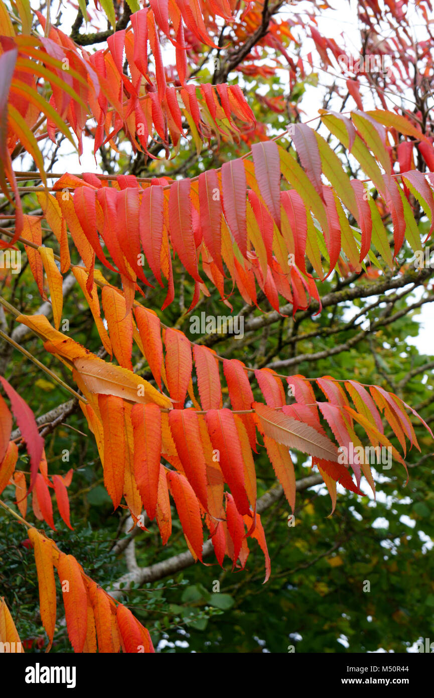 Close-up of Leaves changing colour in Autumn Stock Photo - Alamy
