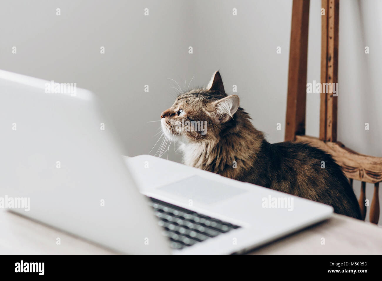 cute cat working on laptop. working home and freelance concept. Maine ...