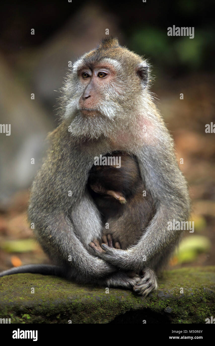 Family of monkeys Stock Photo - Alamy