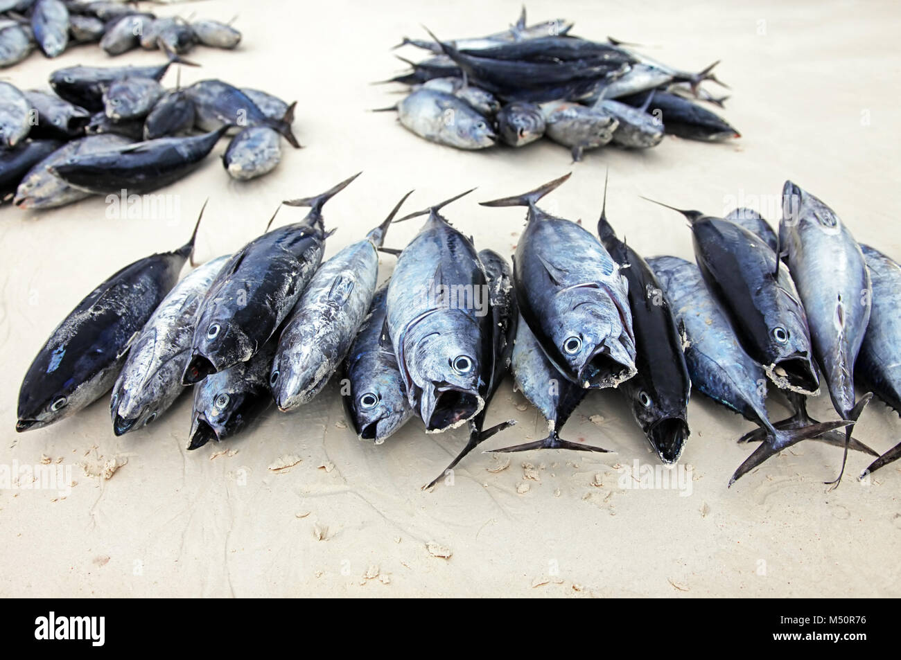 Stacked fish at Stone Town Fish Market Stock Photo - Alamy