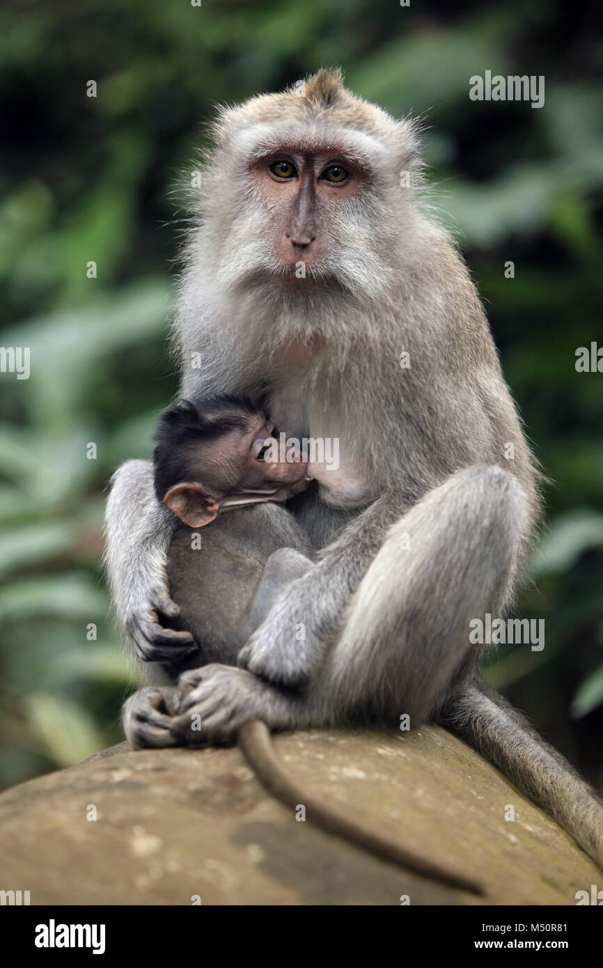 Family of monkeys Stock Photo - Alamy