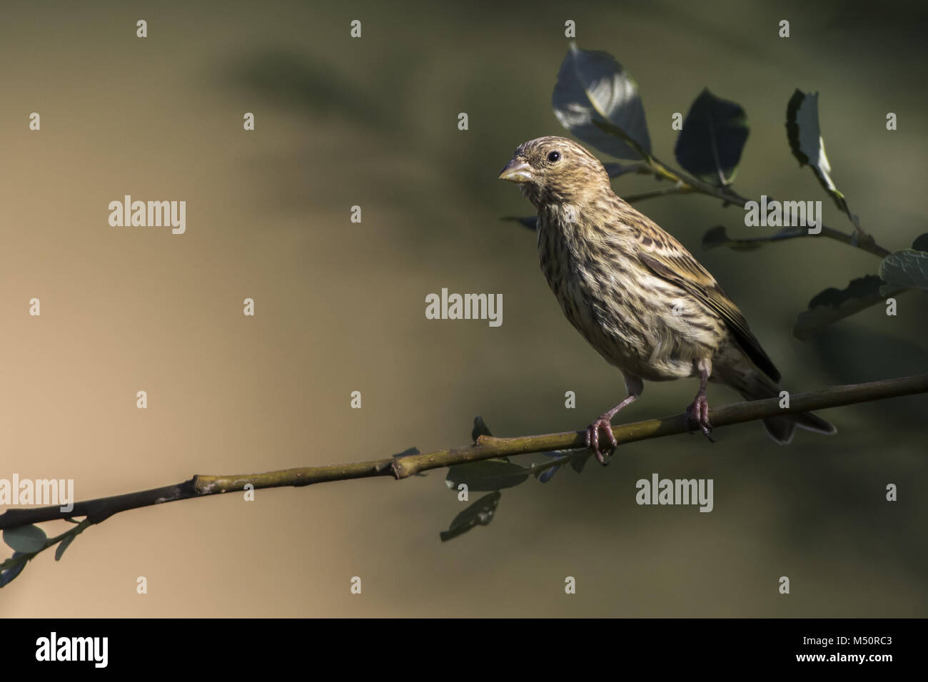 Common linnet hi-res stock photography and images - Alamy
