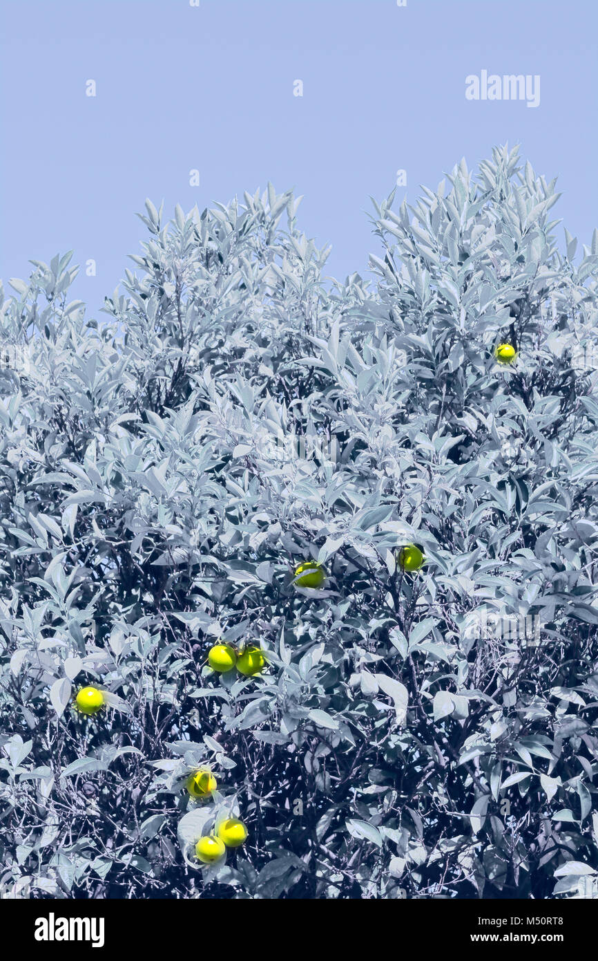 Orange in Portugal Stock Photo - Alamy