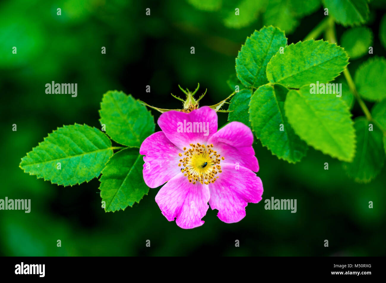 Rose hip fly hi-res stock photography and images - Alamy