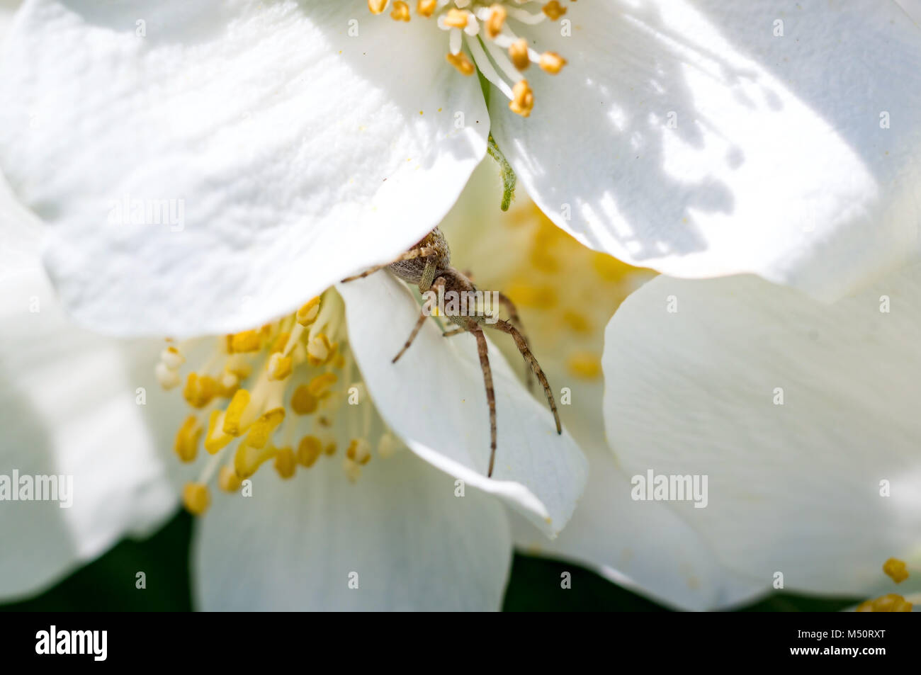 Predatory leaf plants hi-res stock photography and images - Alamy