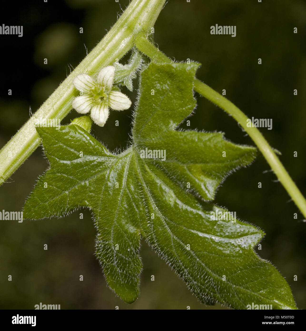 Bryonia cretica hi-res stock photography and images - Alamy