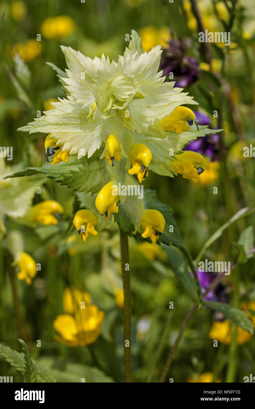 Yellow rattle hi-res stock photography and images - Alamy