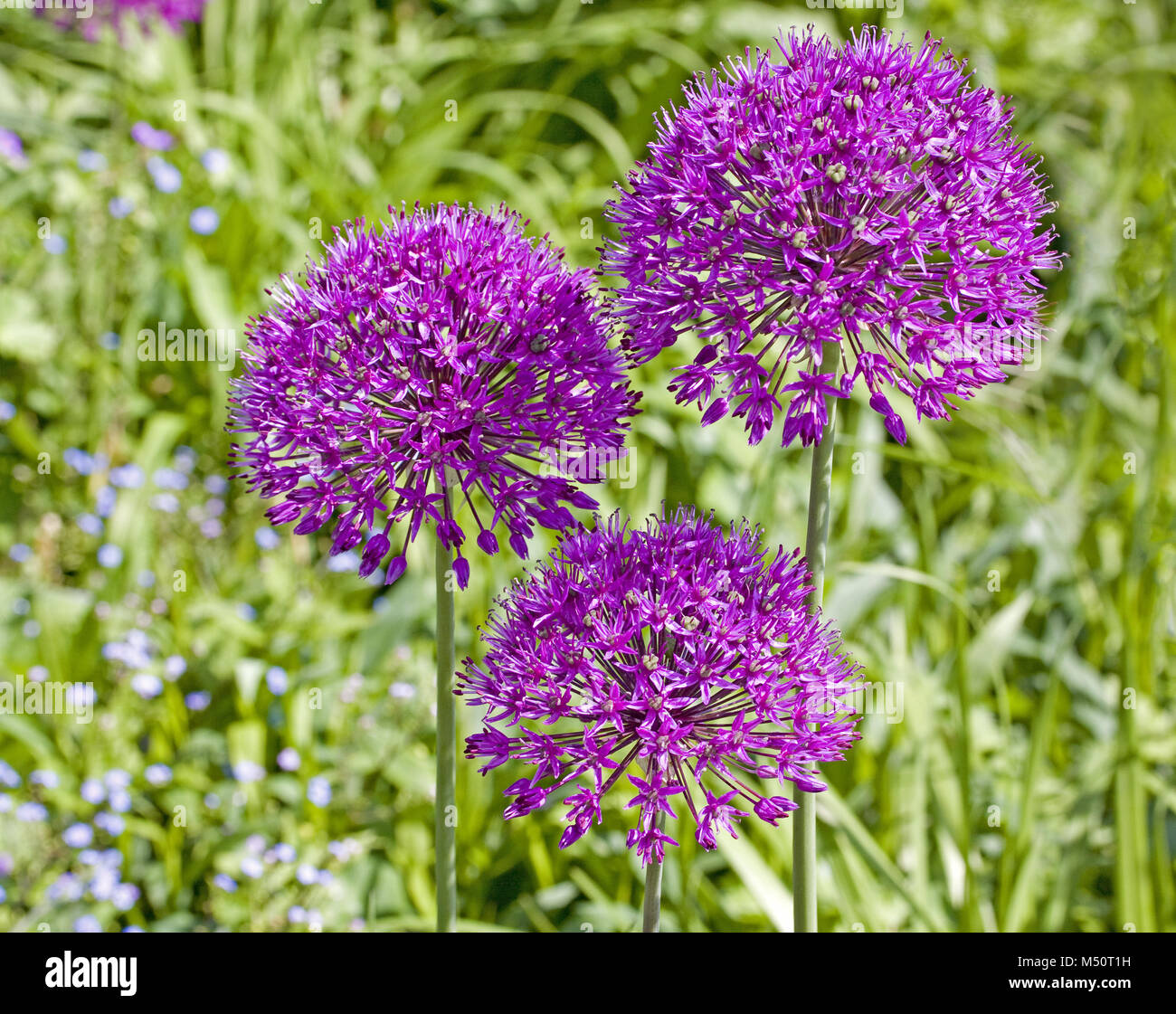 Giant allium Allium giganteum Stock Photo - Alamy
