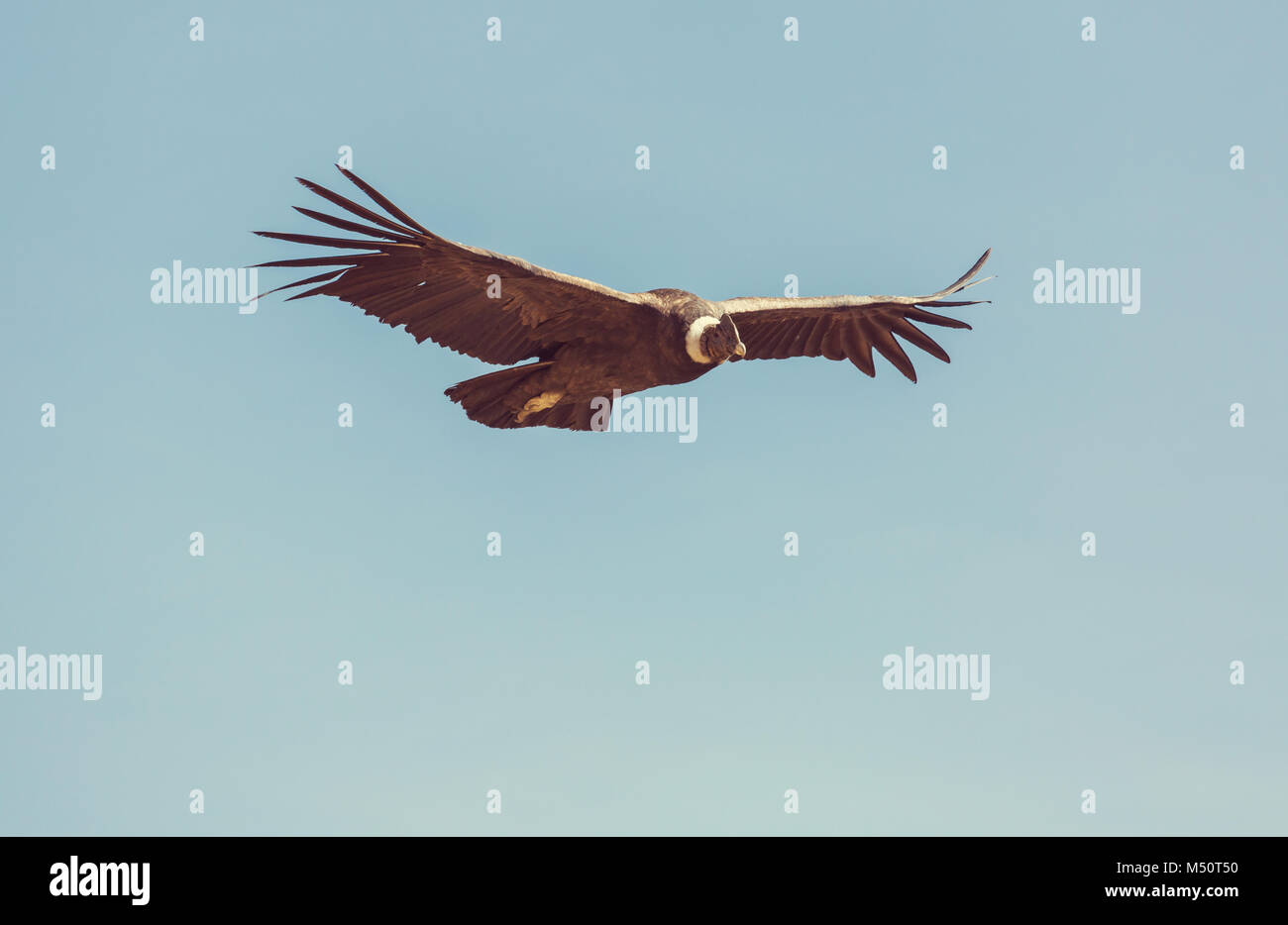 Andean condor people hi-res stock photography and images - Alamy