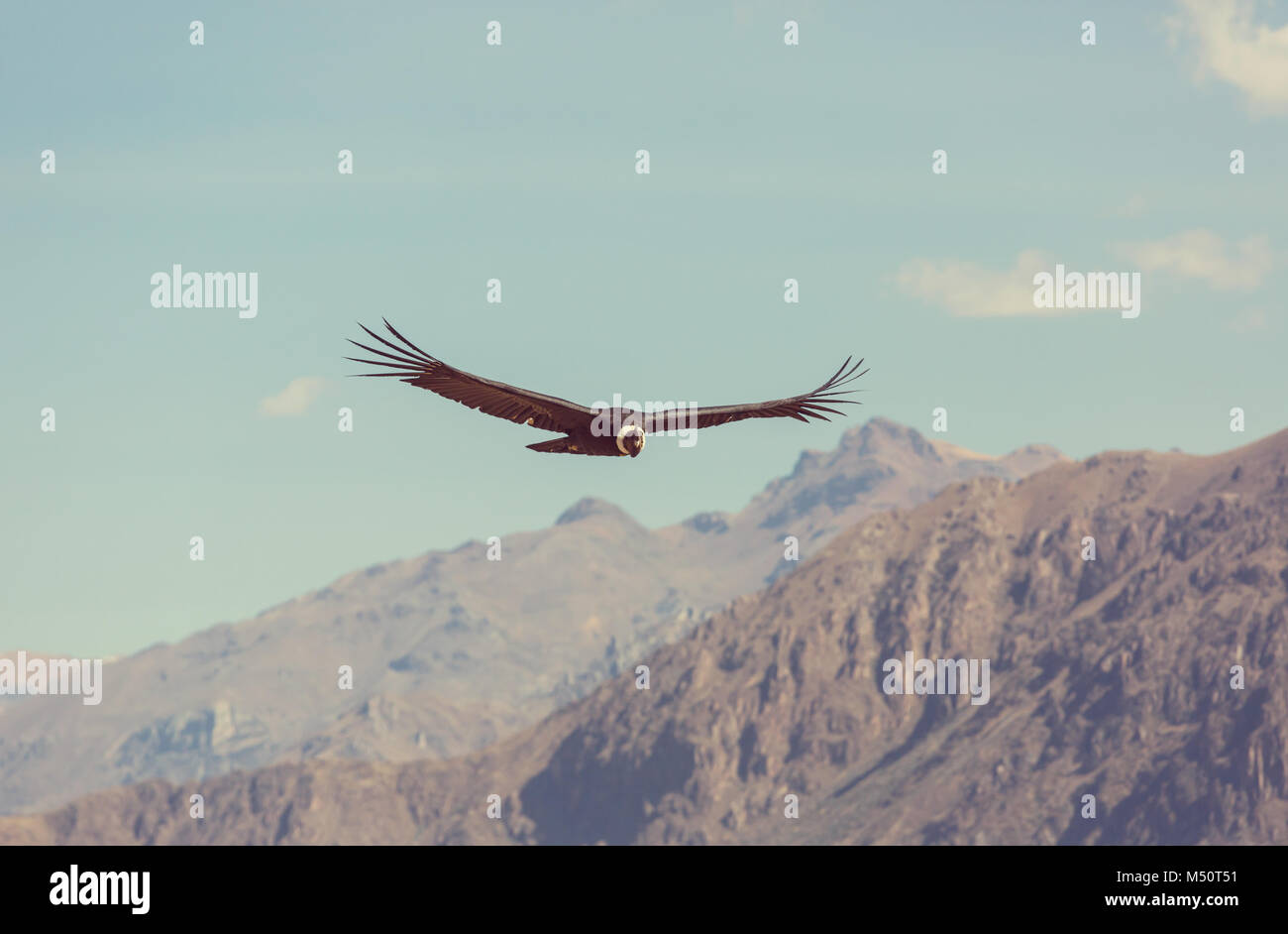 Wading bir hi-res stock photography and images - Alamy