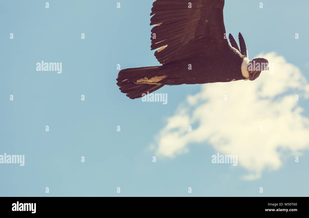 Andean condo hi-res stock photography and images - Alamy