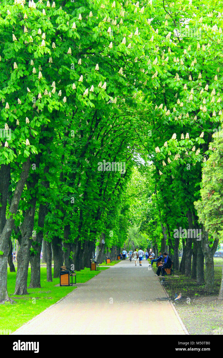 city park with promenade path benches and big green trees Stock Photo ...