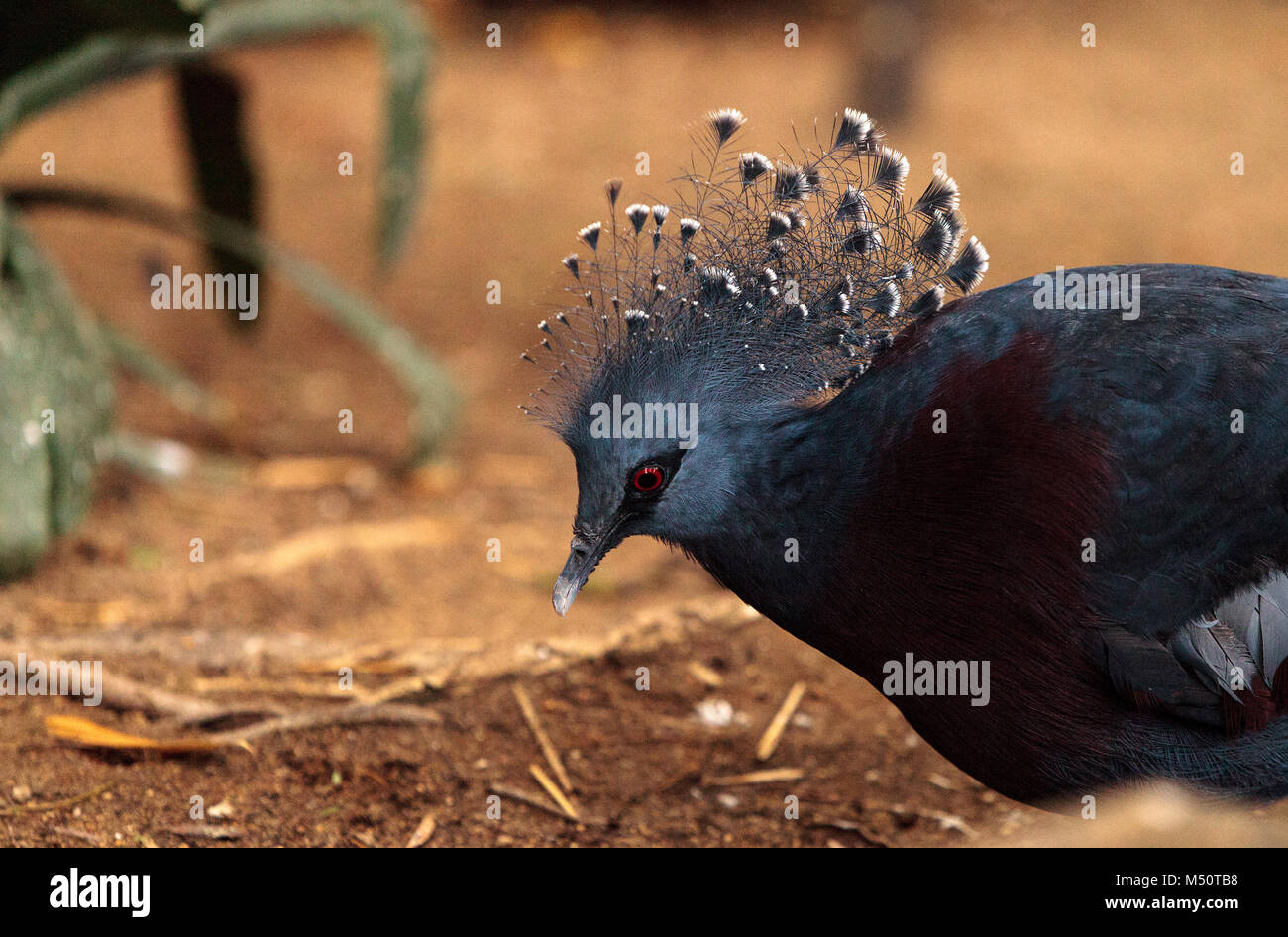 Victoria crowned pigeon called Goura victoria Stock Photo - Alamy
