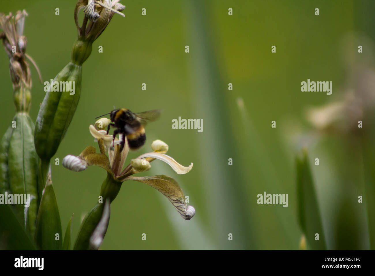 Fat bumble bee hi-res stock photography and images - Alamy