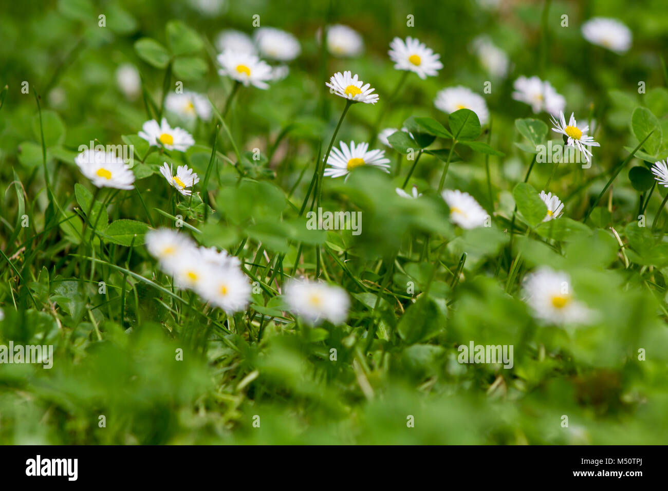 Swamp Daisy High Resolution Stock Photography and Images - Alamy