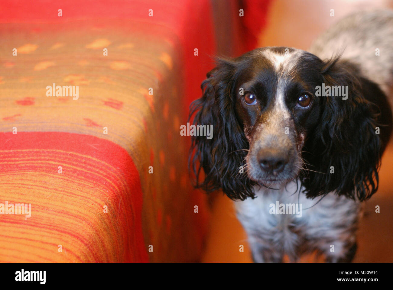 sad spaniel looking at camera Stock Photo - Alamy