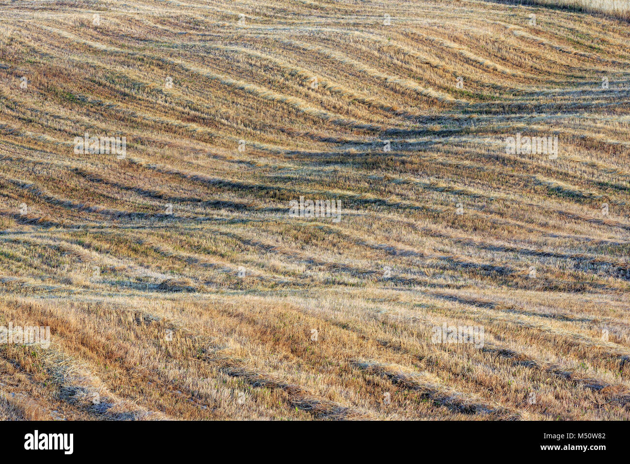 Curved hilly wheat field in Tuscany Stock Photo - Alamy