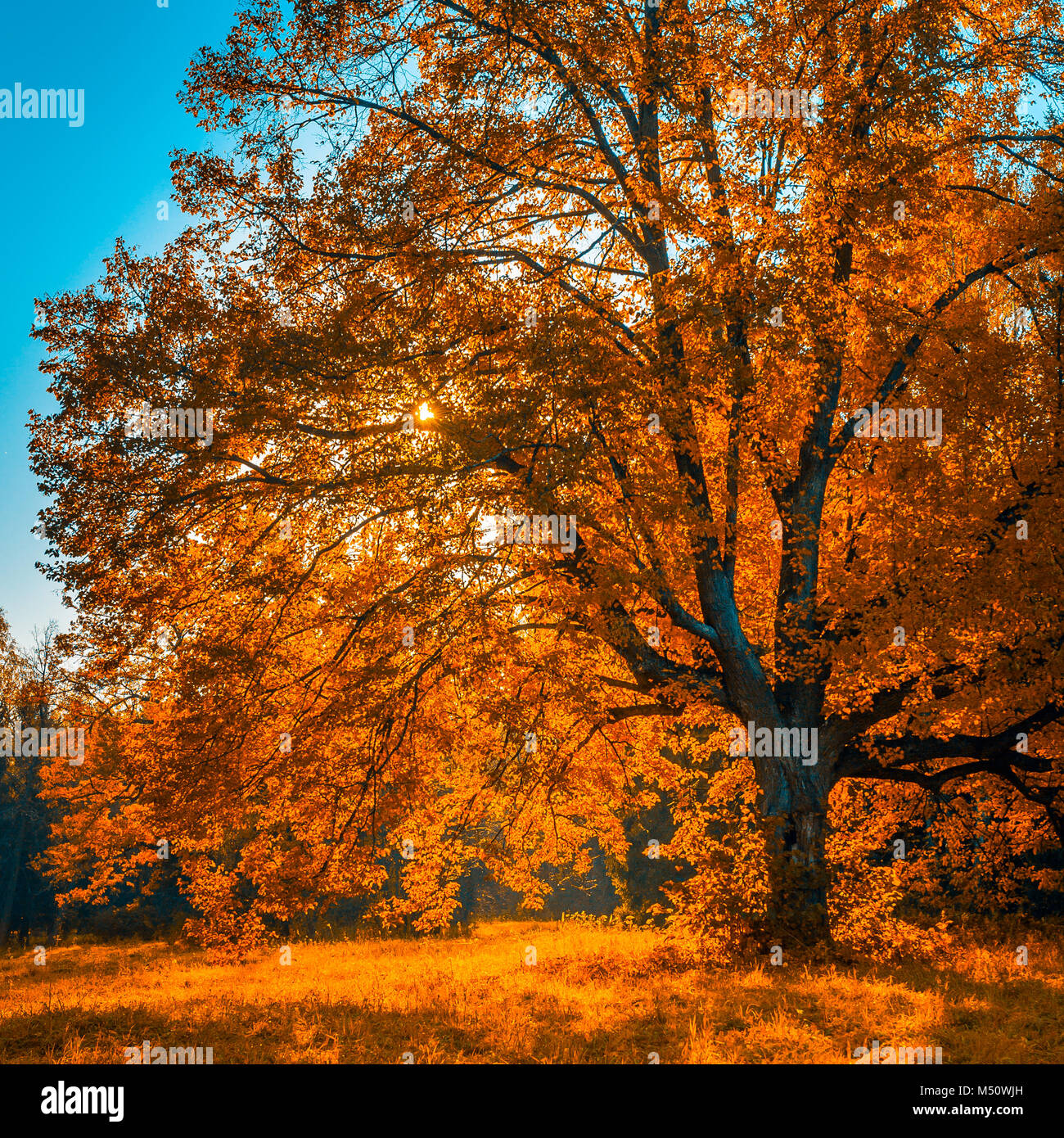 Autunm tree in the park, perfect fall scenery Stock Photo - Alamy