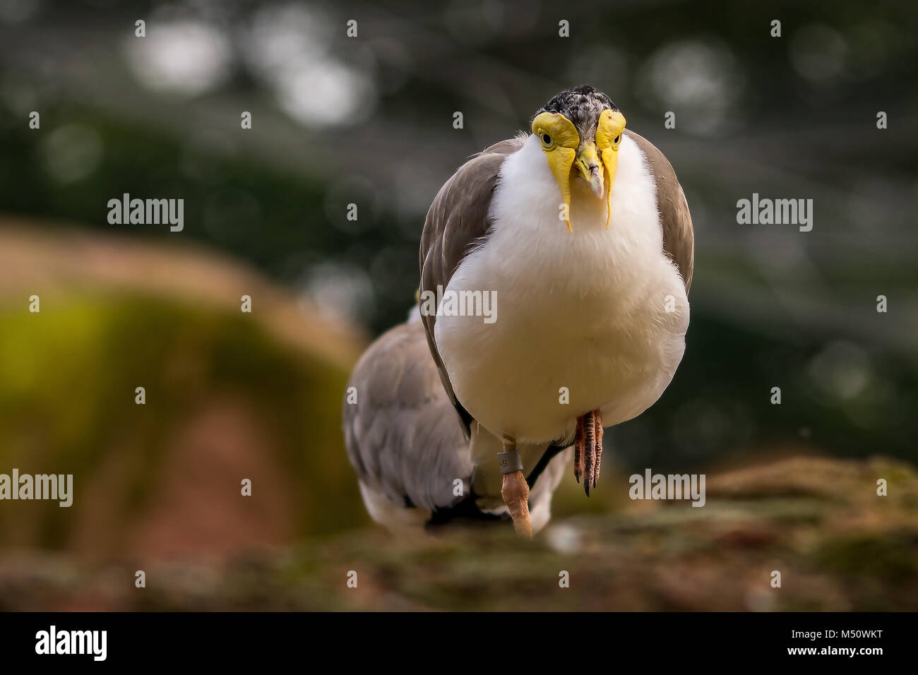 Walking bird hi-res stock photography and images - Alamy