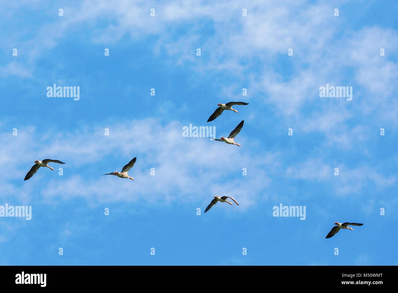Flying with the geese hi-res stock photography and images - Alamy
