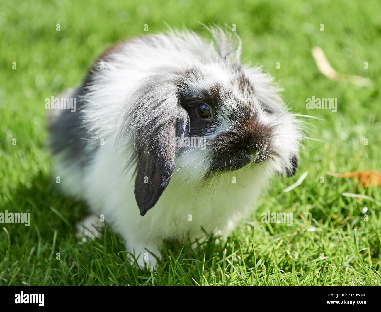 Closeup image of a Domestic rabbit standing in grass Stock Photo - Alamy